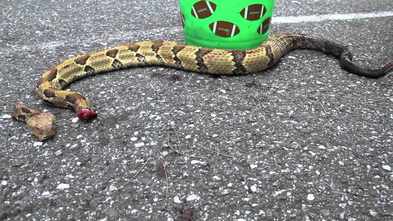 10 Animals That Can Live After Death | FactEx - YouTube