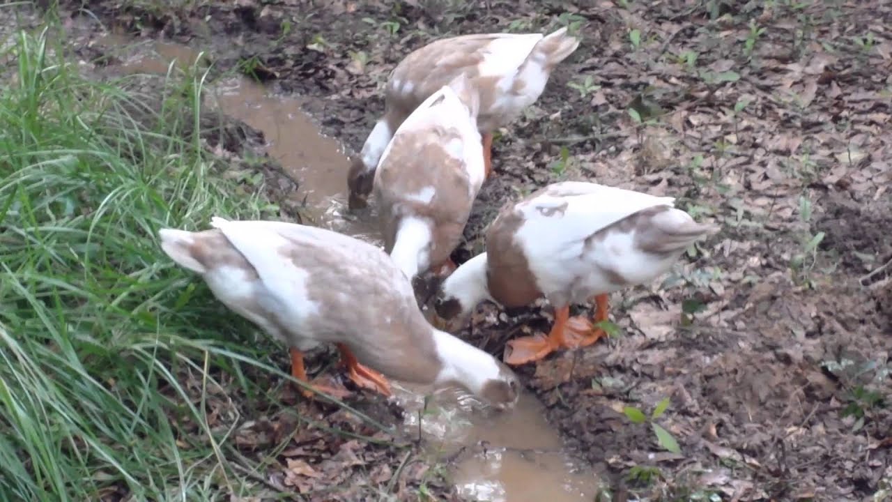 Indian Runner Ducks naturally feeding - YouTube
