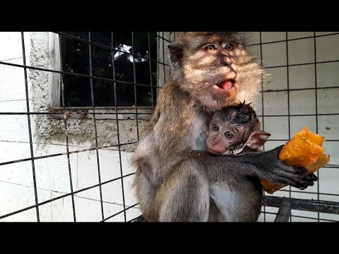 Using a surrogate baby monkey to retrain his instincts - YouTube