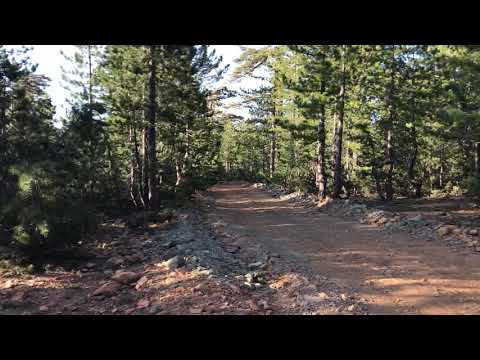 AĞAÇ İÇİNDE AĞAÇ