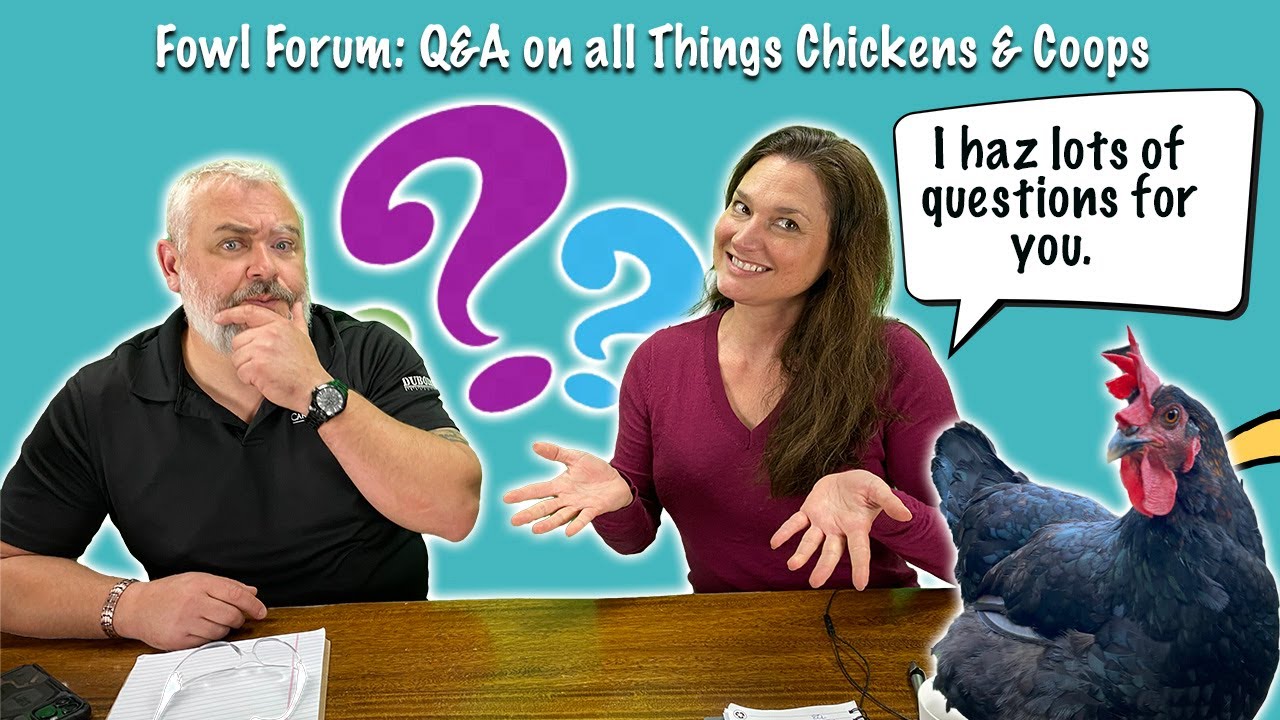 Video Chicken Live: Fowl Forum: Q&A On All Things Chickens & Coops ...