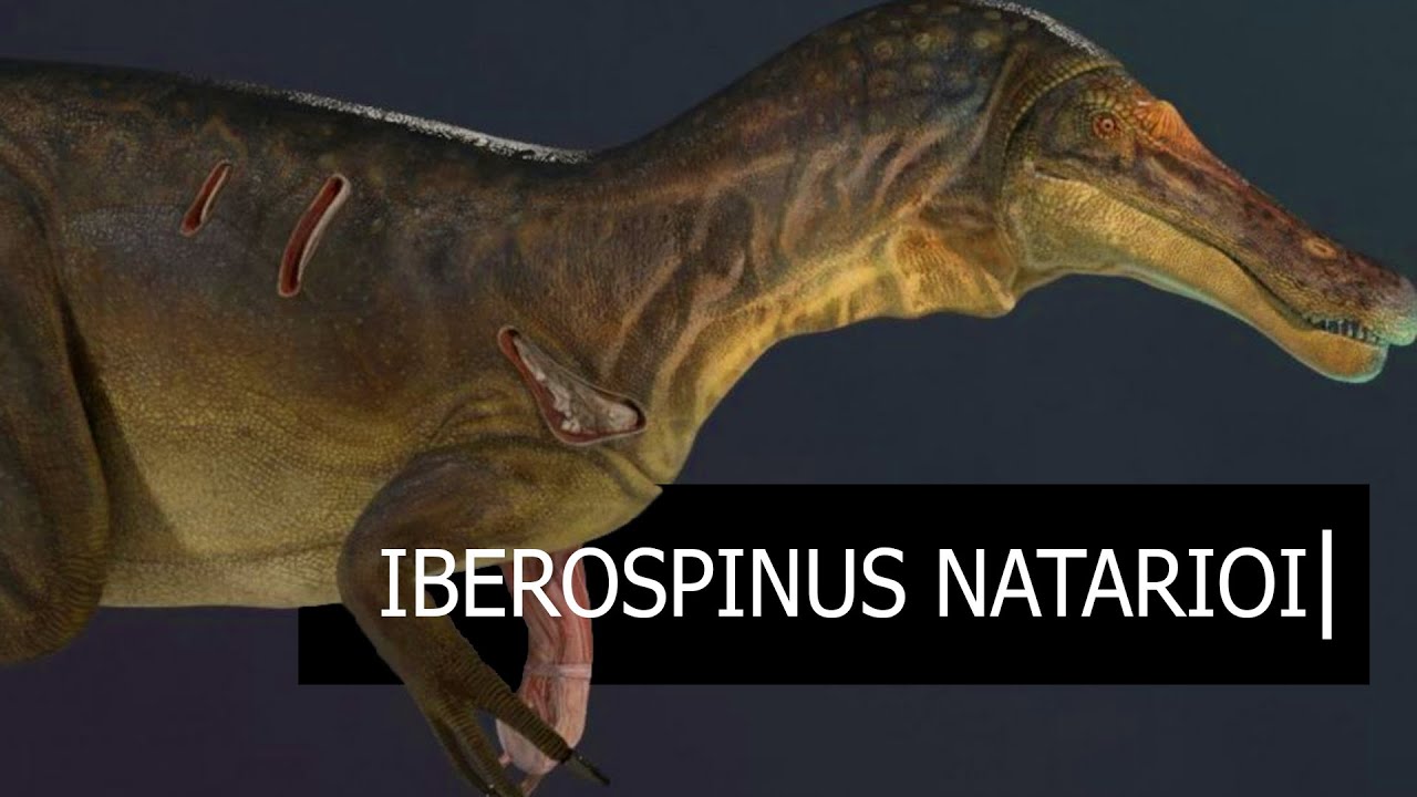 O IBEROSPINUS: Toda Sua Biologia em 1 Vídeo! - YouTube