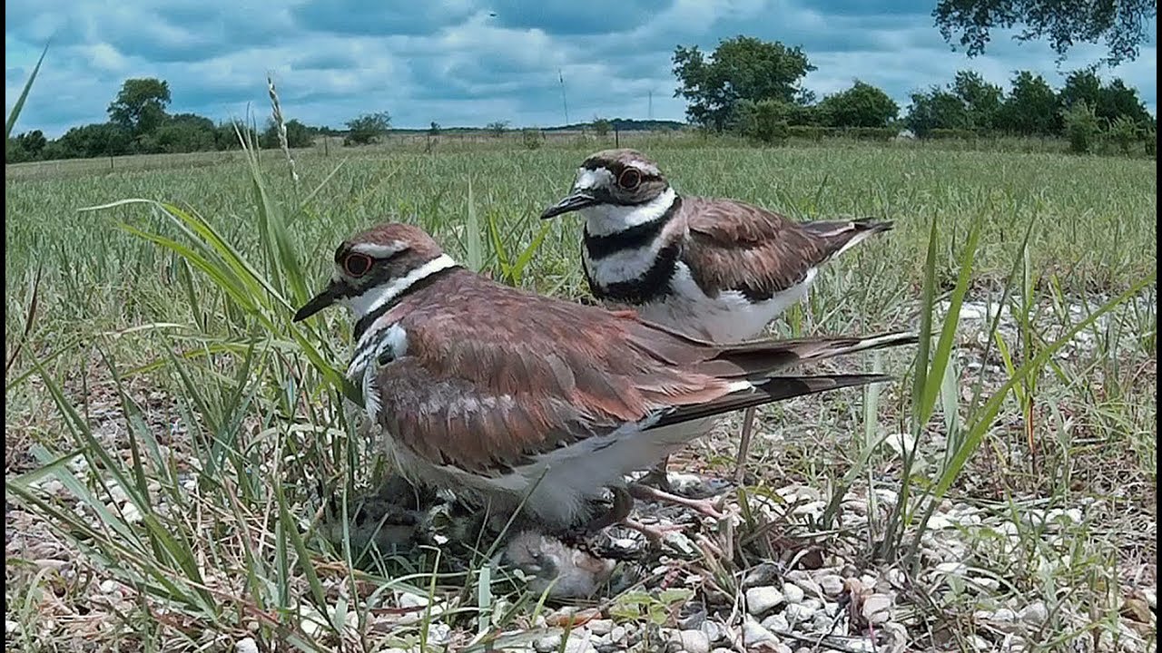 Killdeer nesting - Cranfills Gap TX, June 2017 - YouTube