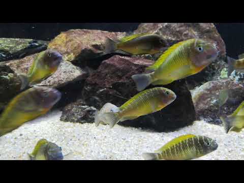 Tropheus Nkonde Bright Yellow - YouTube
