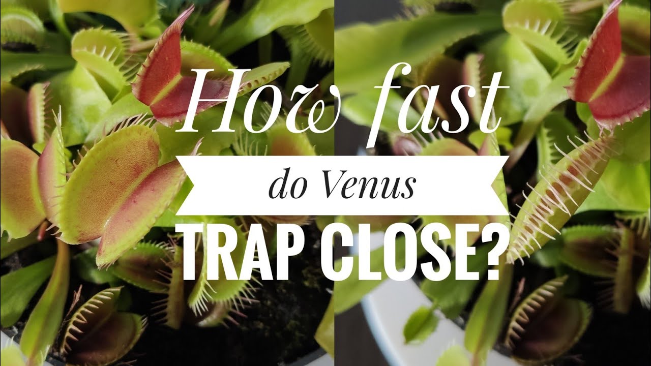 How Fast do Venus Flytrap Close? and Watering - YouTube