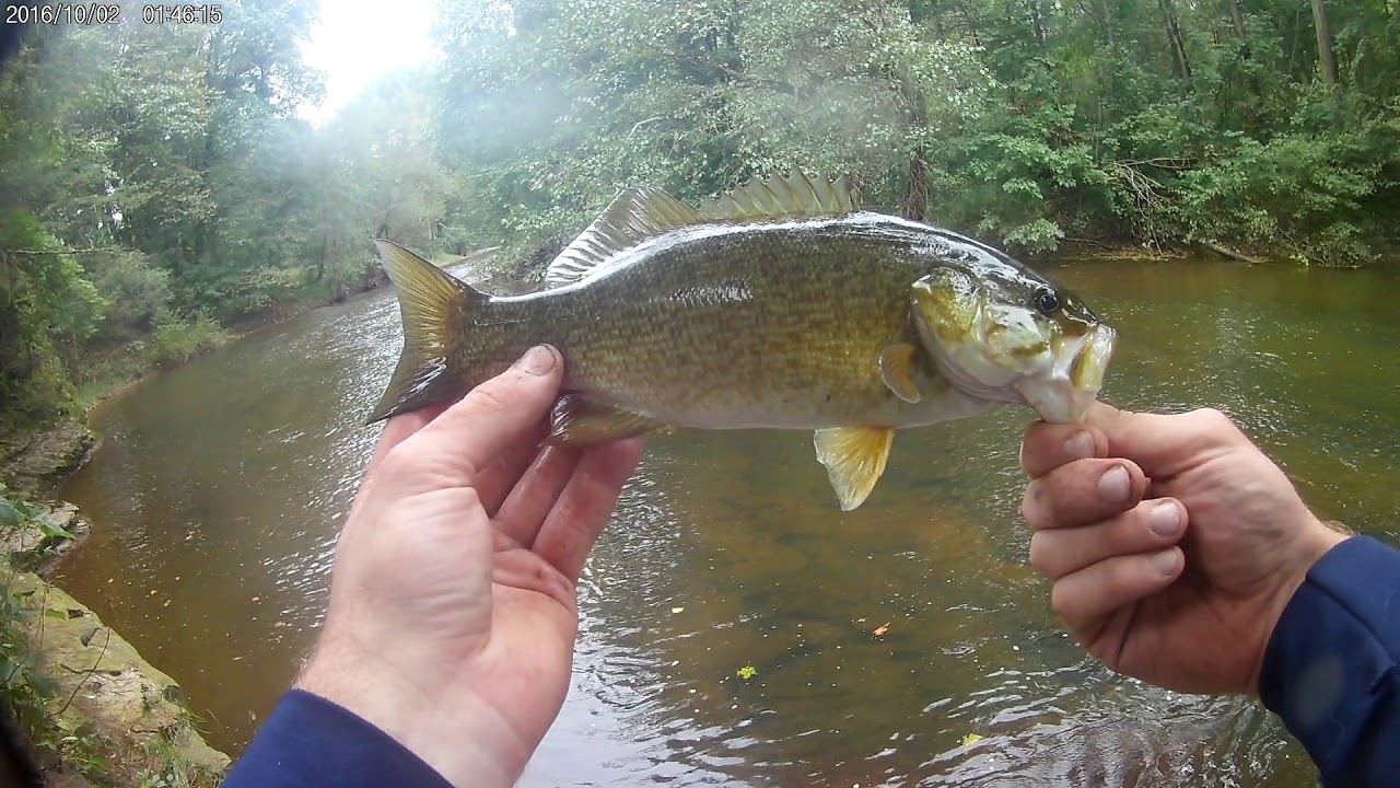Creek Fishing for Big Fallfish and Bass: 100 Subscriber Giveaway! - YouTube