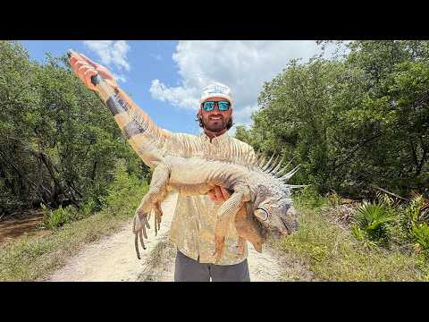 IGUANA Hunting On Small Island With AIRGUNS