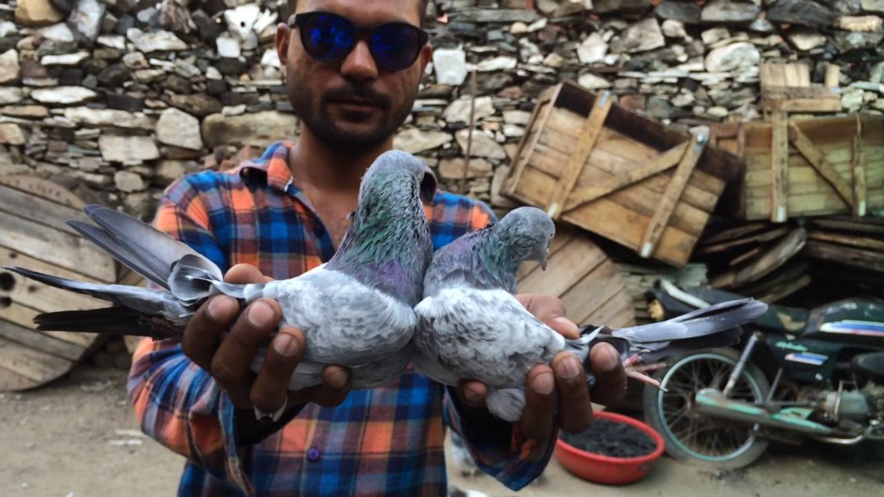 Indian Pigeons Ankit Paliwal Udepur Rajasthan 2016 - YouTube