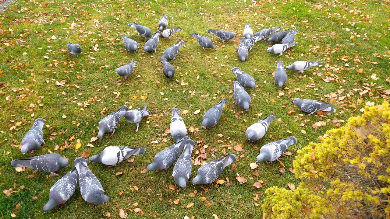 New pigeons.. Group is larger than normal. - YouTube