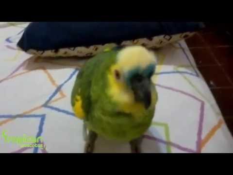 Loros que hablan.