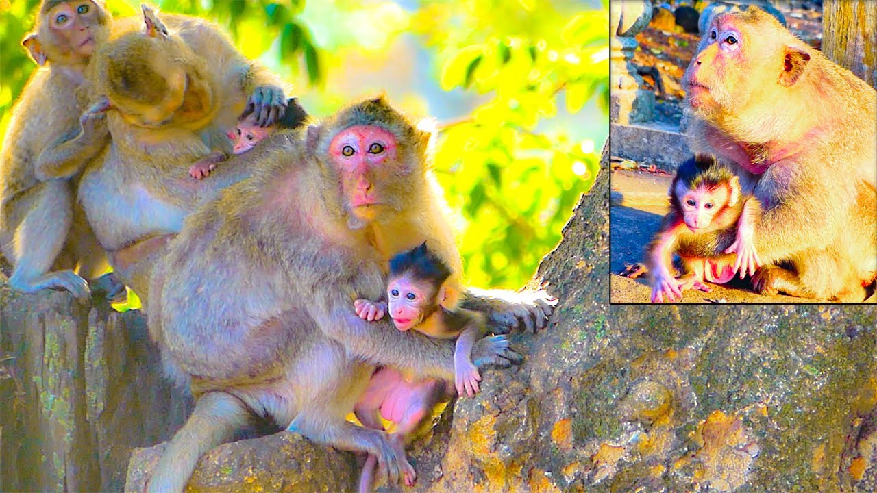 Comfortable life for a tiny baby monkey when full of care and ...