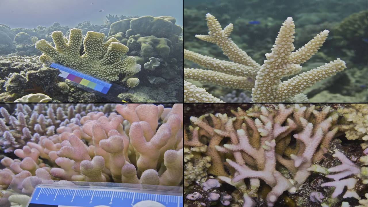 How to use the Indo Pacific Coral Finder to identify corals - YouTube