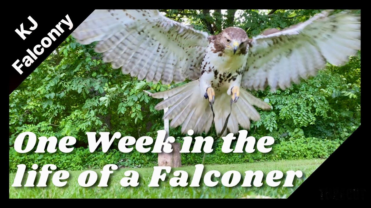 One Week In the Life of a Falconer - YouTube