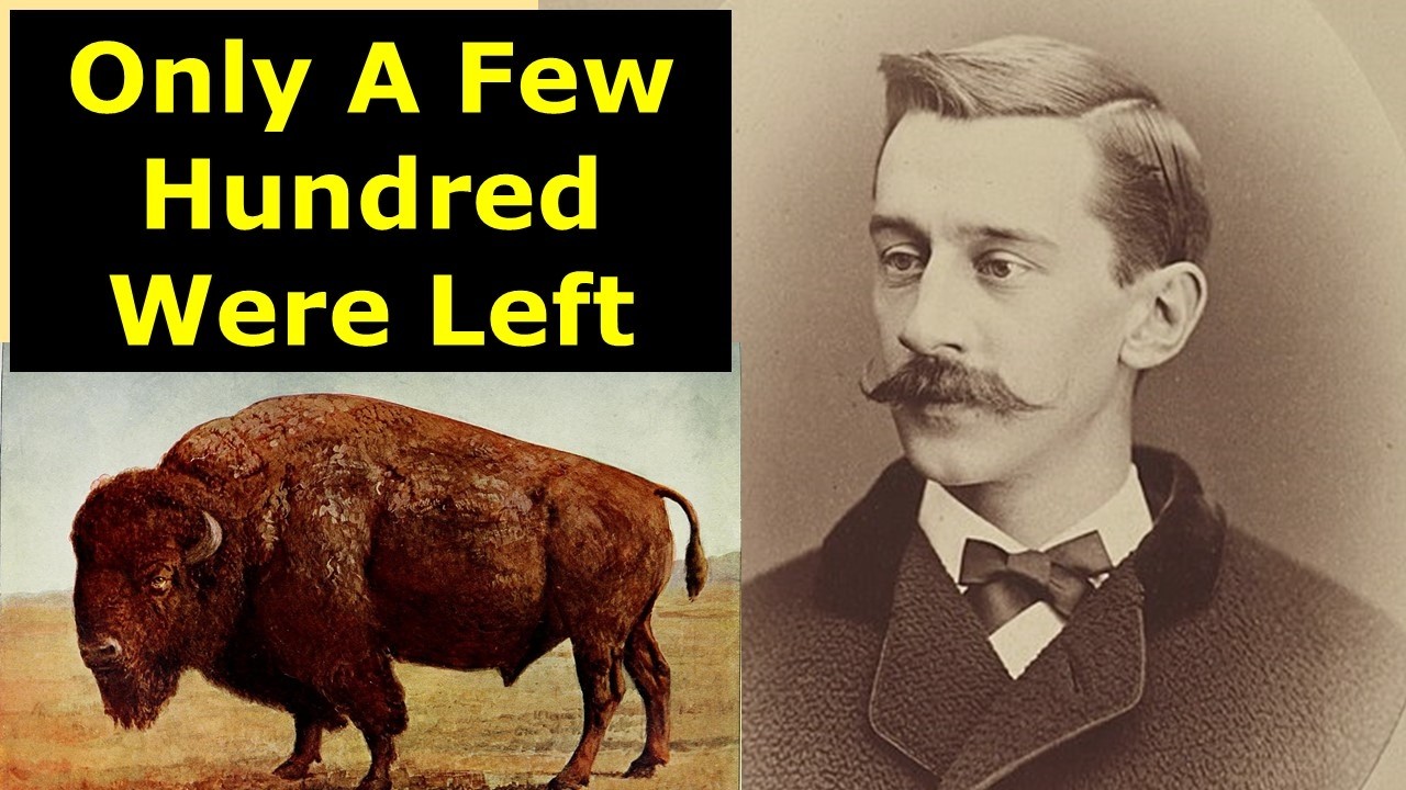 How the American Bison (Buffalo) Almost Went Extinct and How Many Are ...