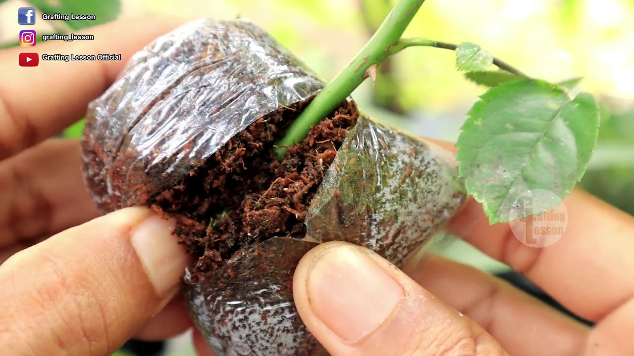 How To Air Layering Rose Tree For Beginner With Result - YouTube