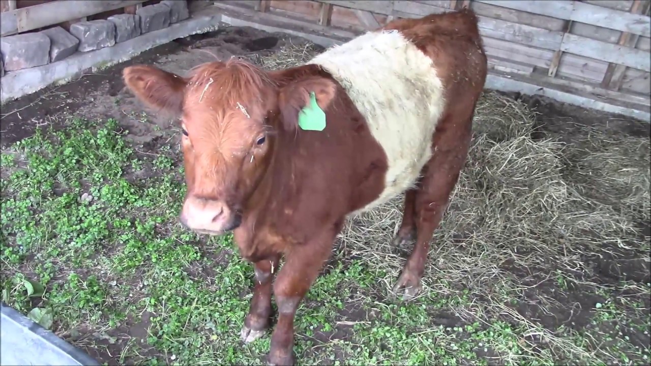 Red Belted Galloway Cattle