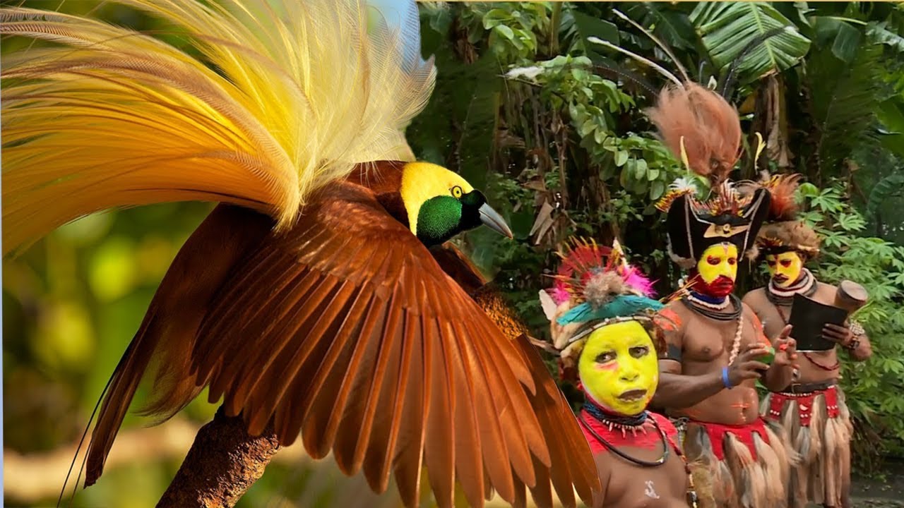 Amazing Bird Of Paradise And Papua New Guinea Dance YouTube Amazing Bird Of Paradise And Papua New Guinea Dance YouTube