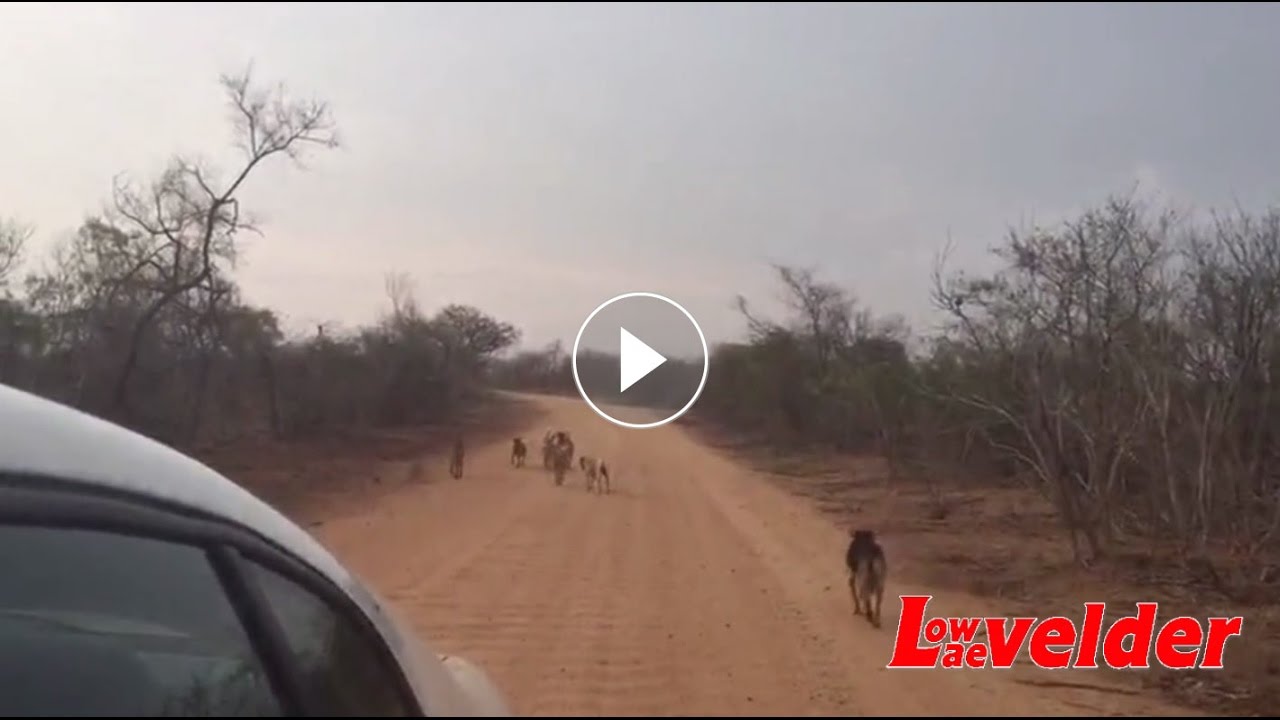 Pack of rogue domestic dogs seen chasing animals in KNP - YouTube