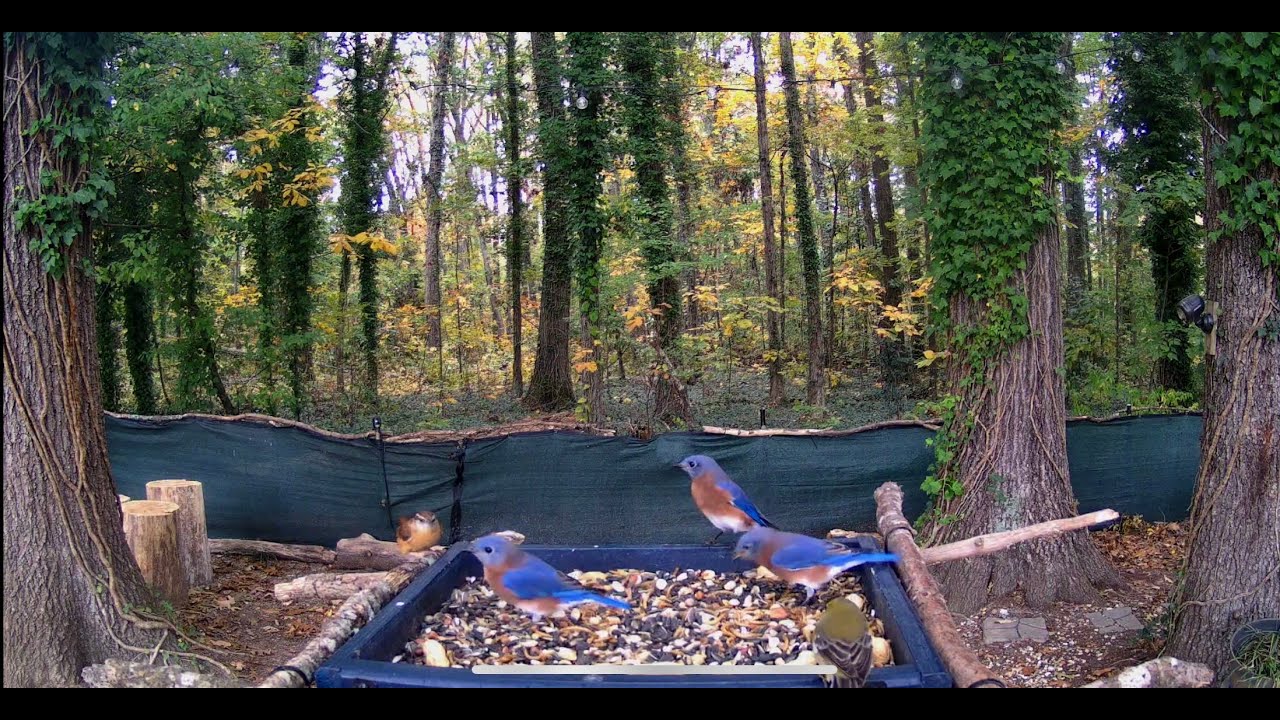 LIVE - Relaxing Day of Back Yard Forest Bird Watching and Nature - YouTube