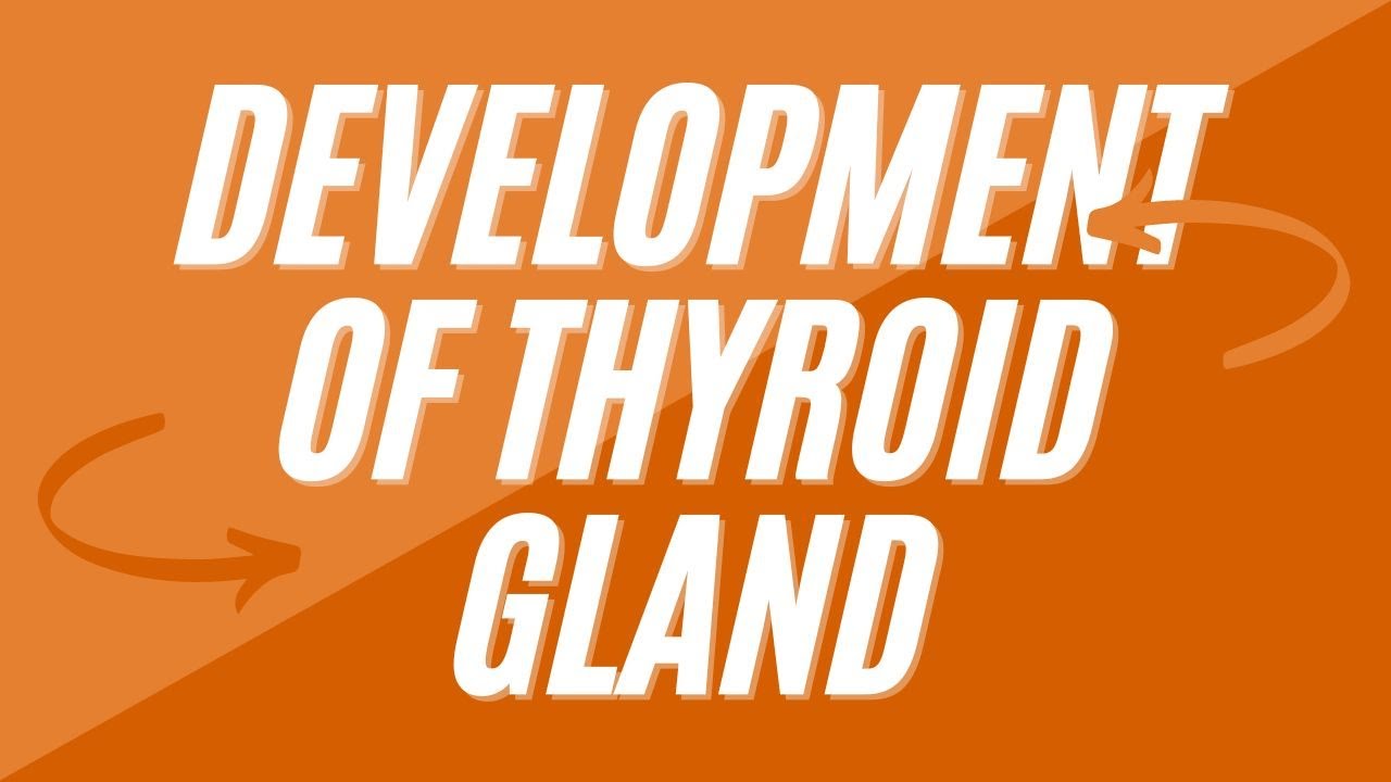 EASIEST EXPLANATION OF DEVELOPMENT (EMBRYOLOGY)OF THYROID GLAND BY DR ...