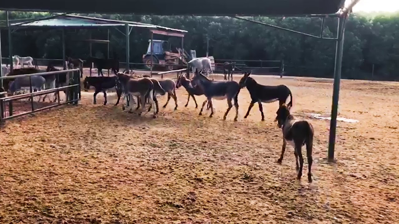 Donkeys bedtime - YouTube