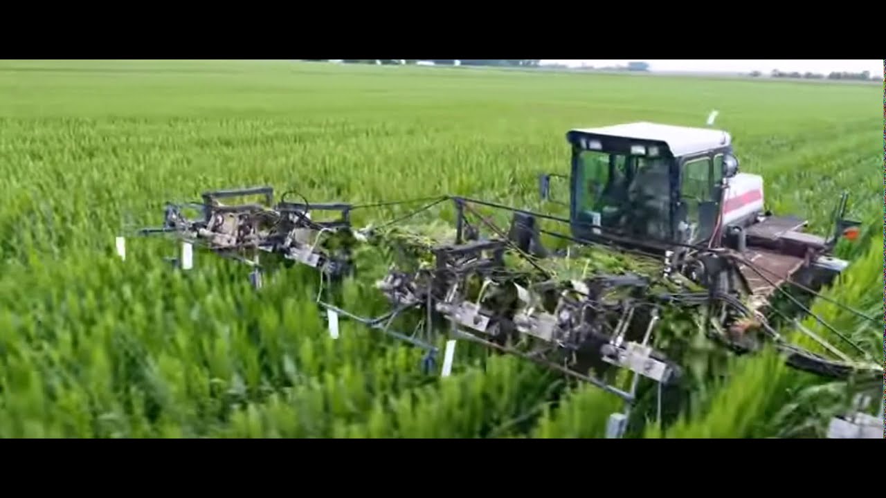 Mechanical detasseling - YouTube