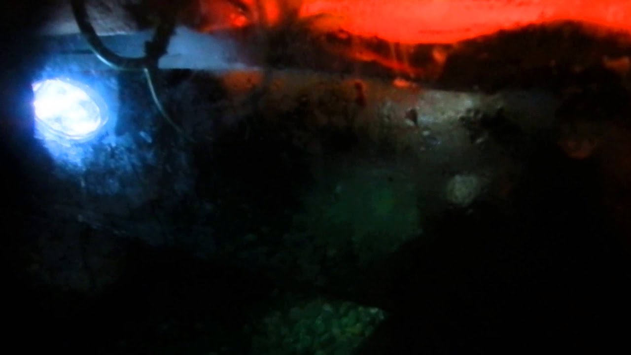 Baby Spectacled Caiman Tank - YouTube