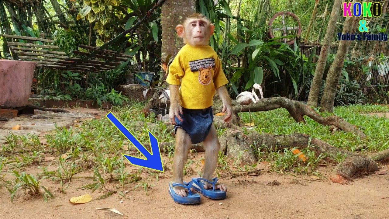 Aha Cute BB Monkey Yoko Wear Slipper Standing To See Bro Koko Playing ...