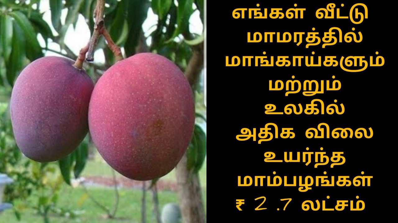 Gorgeous mango tree in my garden and costly mango in the world. - YouTube