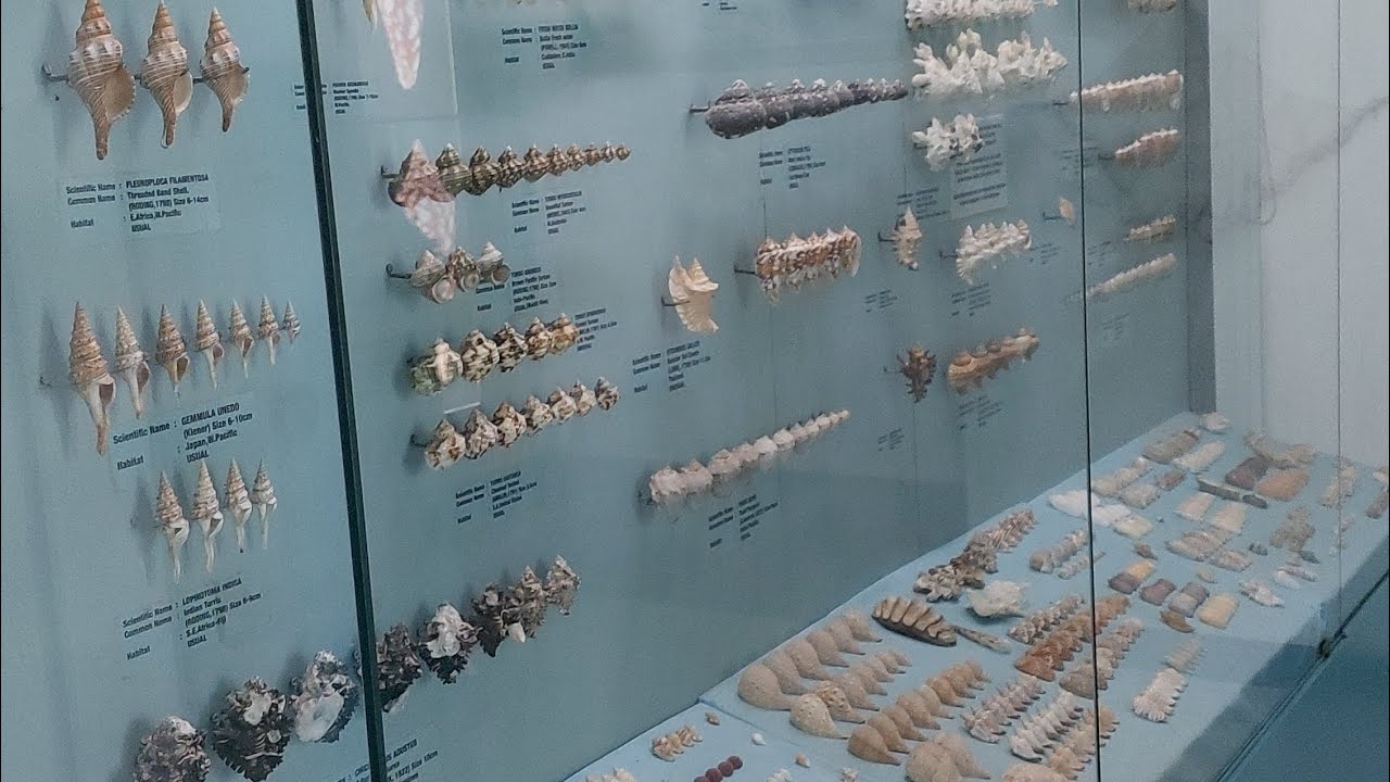 India's largest Sea shell 🐚 museum, Tamil Nadu.. PART ; 1 - YouTube