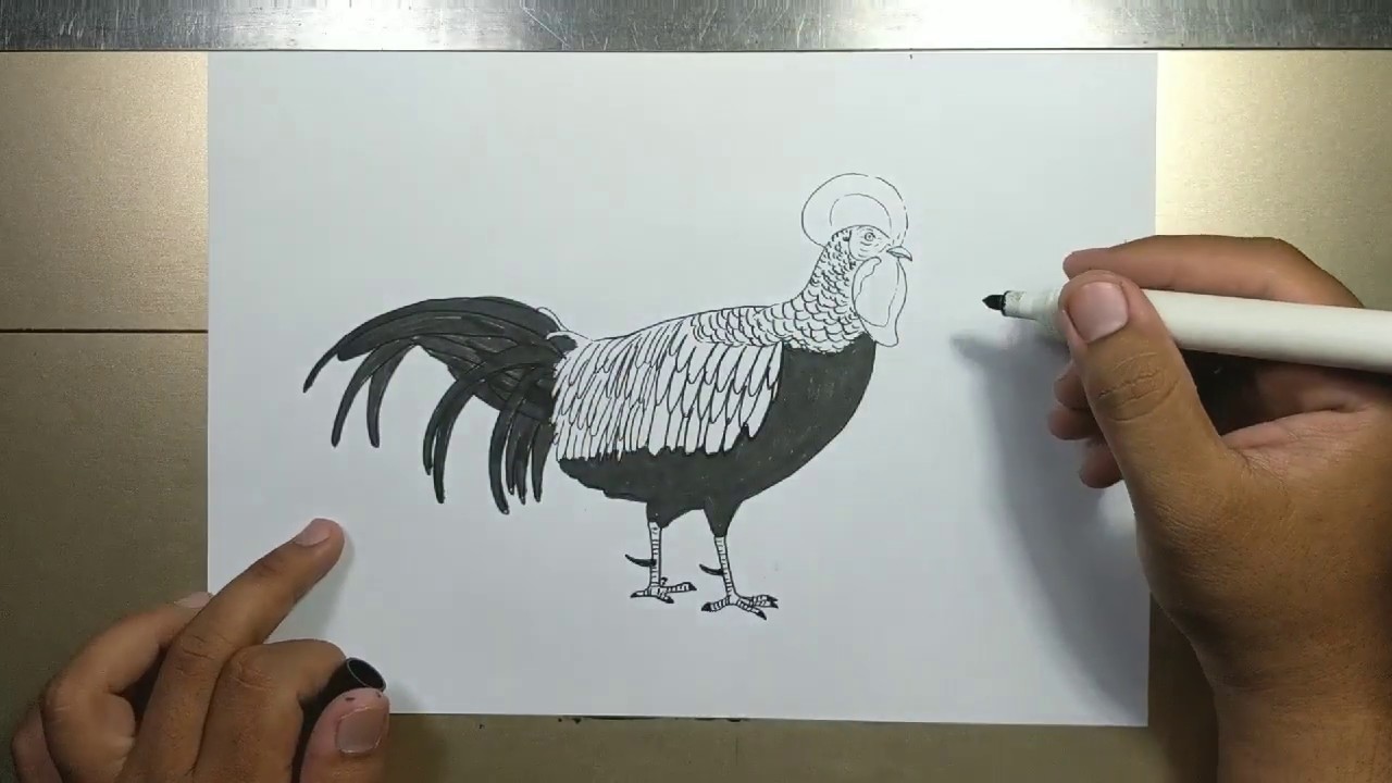 How to draw ROOSTER (green junglefowl) step by step - YouTube