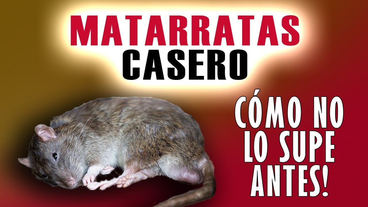 Mata RATAS y RATONES con este PODEROSO VENENO CASERO ¡Funciona! - YouTube
