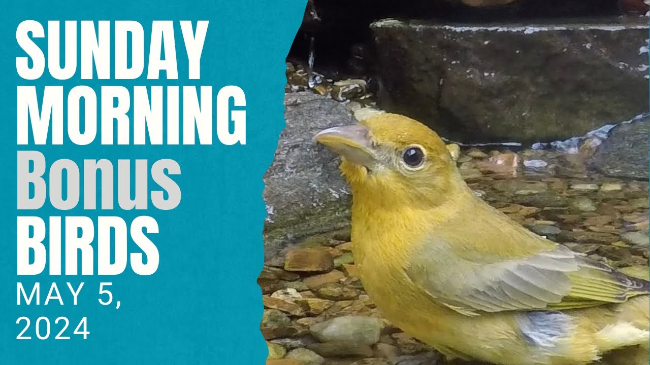 Bonus Birds: Saturday Post-Rain Activity at the Bird Pond | Sunday ...
