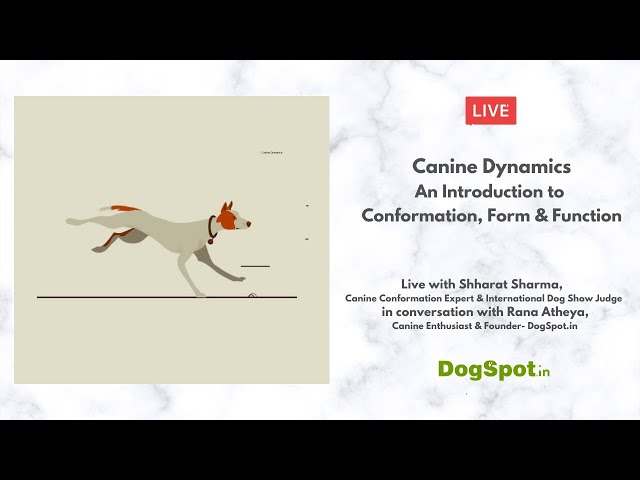 Dog Conformation Atanomy Greyhound Anatomy Chart Vet Equip Australia