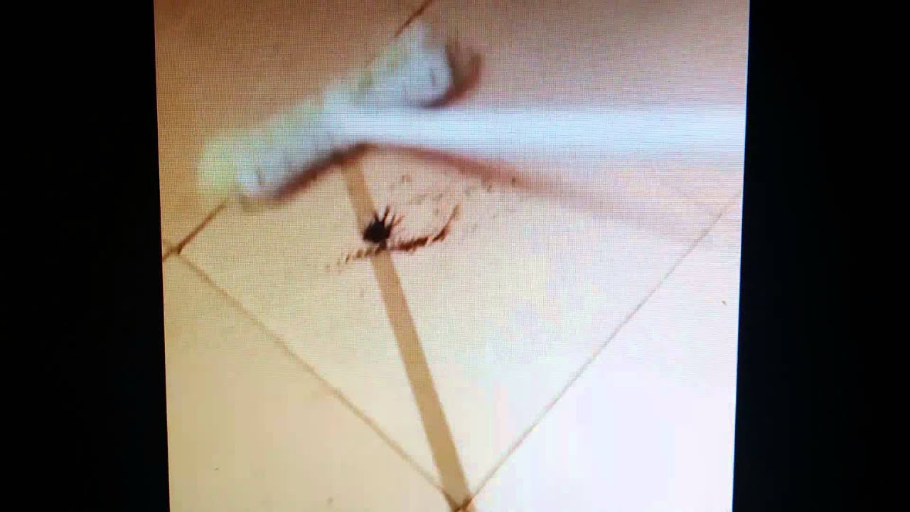 Hundreds Of Baby Spiders Crawl From Squashed Mother - YouTube