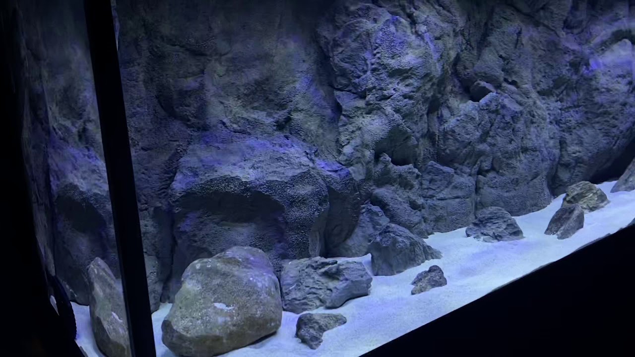 Brand New Fish Tank/Universal Rocks Cavern Background - YouTube