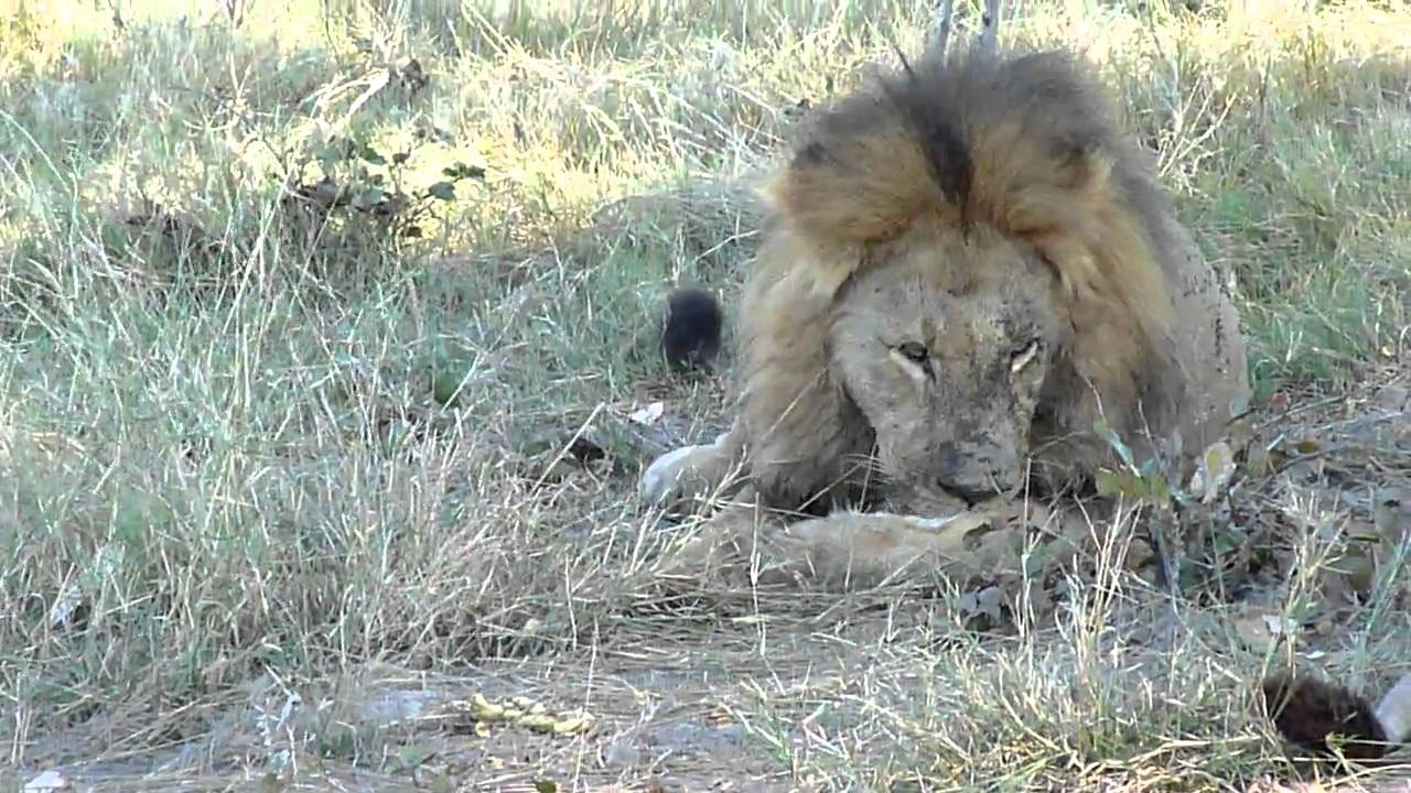 Lion Cleans Himself After A Big Meal - Vumbera Plains, Botswana - YouTube