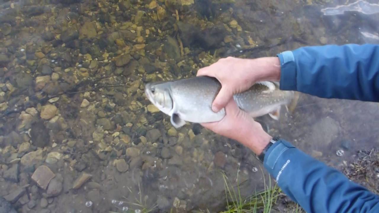 Sutton River Brookies - YouTube