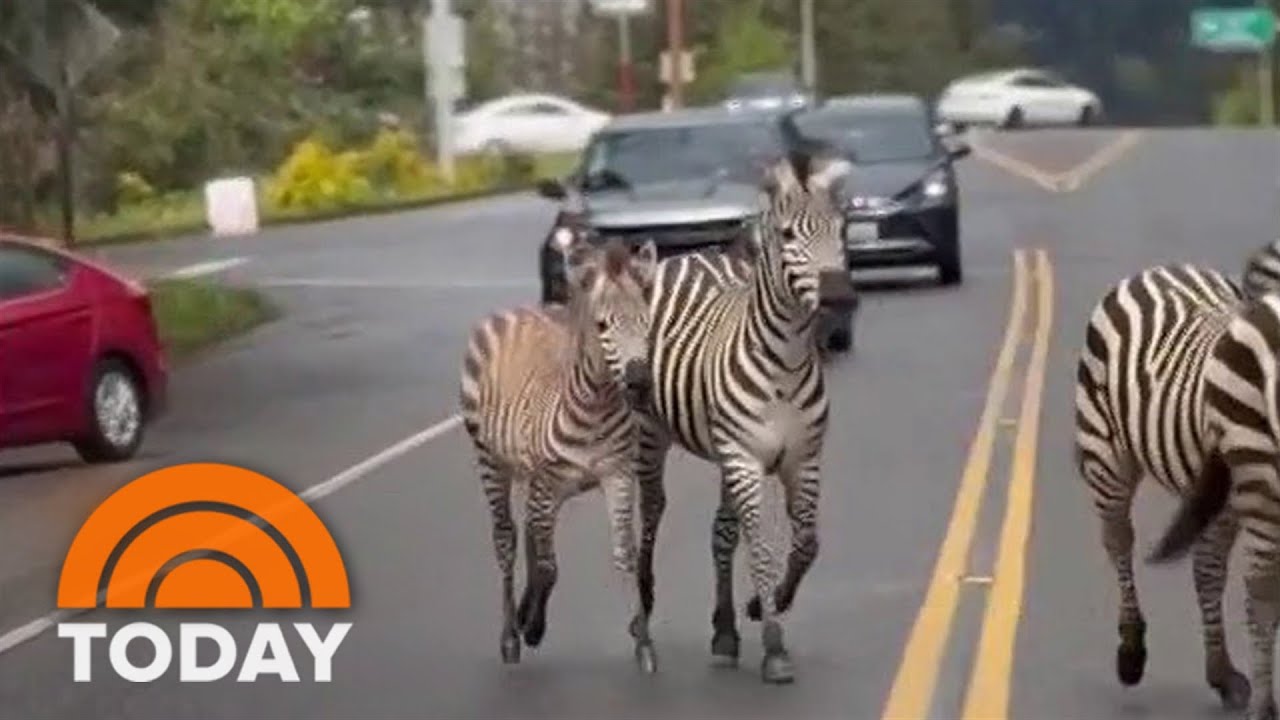 Watch: 4 zebras escape trailer near Seattle, with 1 still on the loose ...