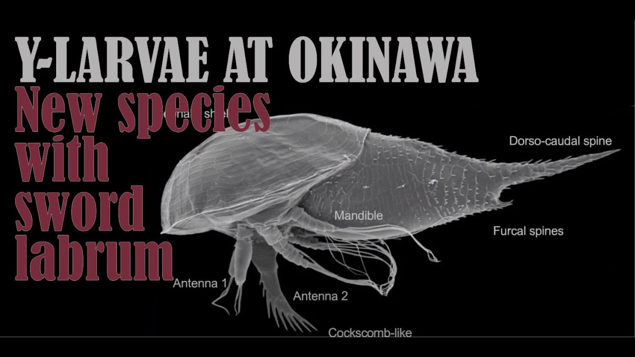"Y-larvae" at Okinawa #2 -- new species with remarkable cockscomb-like ...