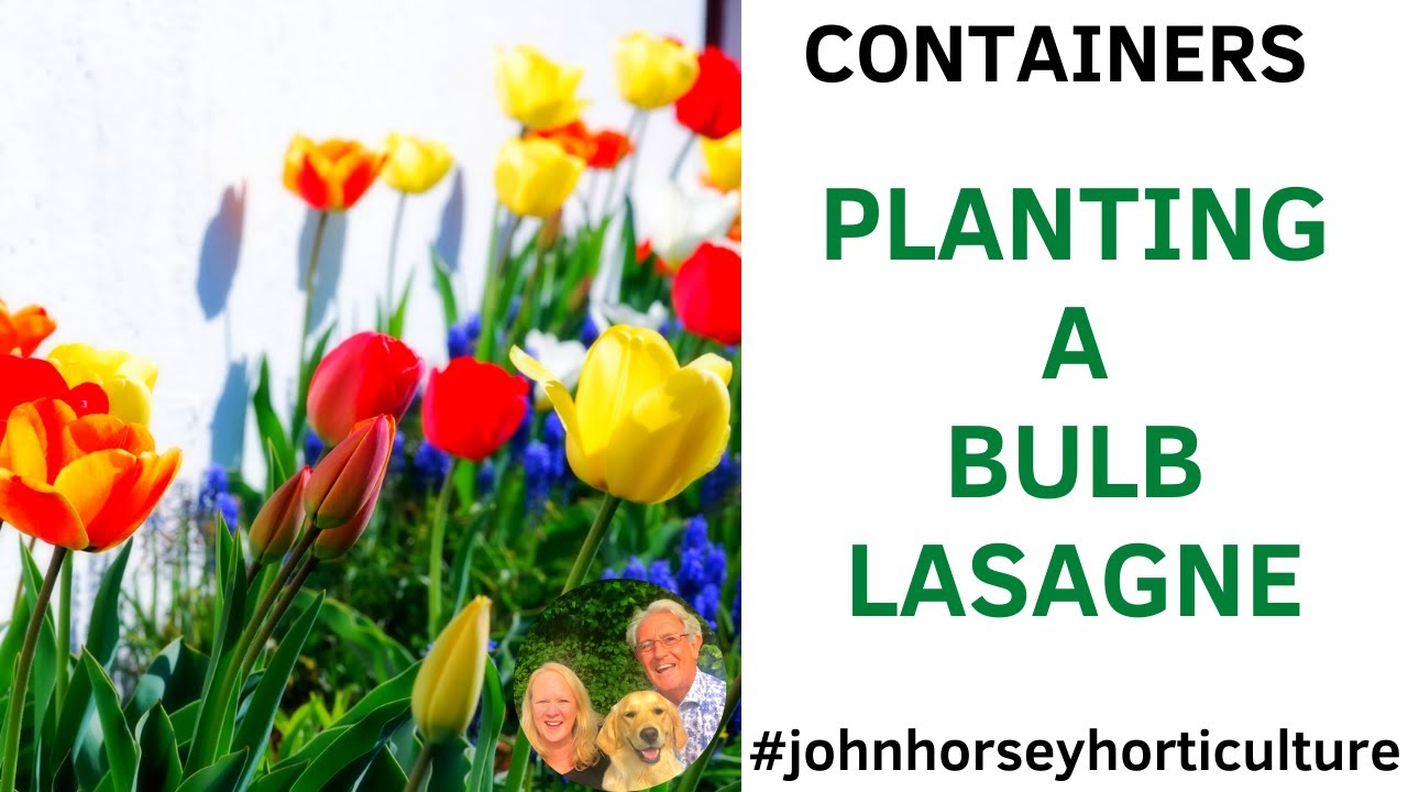 HOW TO PLANT A BULB LASAGNE IN A CONTAINER - BULB LASAGNE POT PLANTING ...
