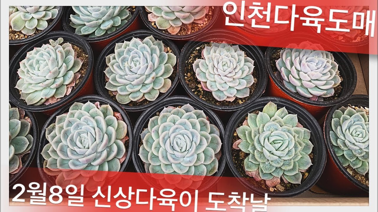 2월8일 라이브방송 인천다육도매 365일 신상 다육이 도착했어요 🔺010 5316 7402🔺채팅참여 大환영국민다육이창종류