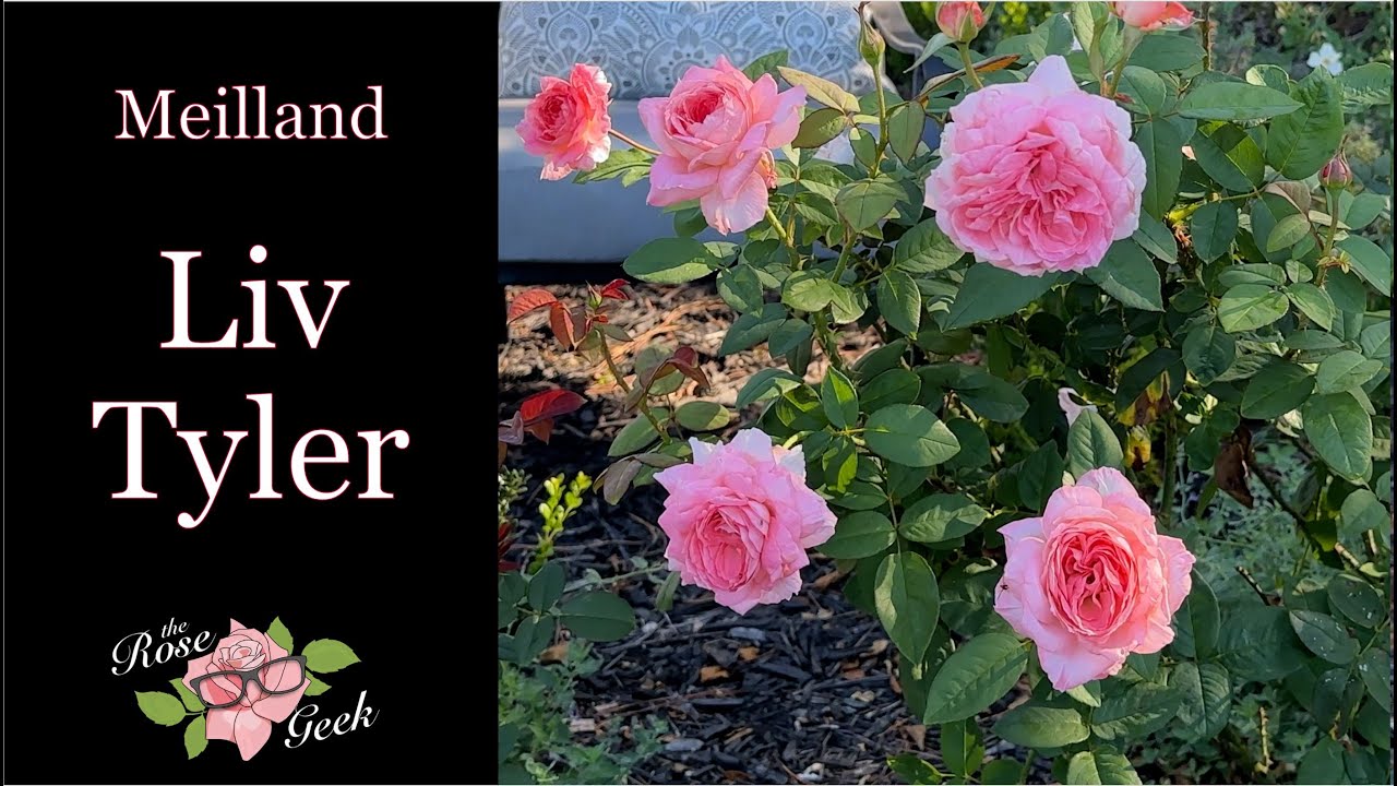 🌹 Liv Tyler / Pink Meilland Rose / Comtesse de Provence/ MEIbacus ...