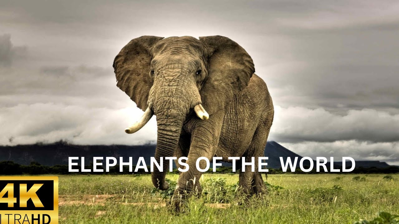 Elephant 4K Scenic Relaxation Ultra Hd Music Video | 4K Elephant Scenic ...