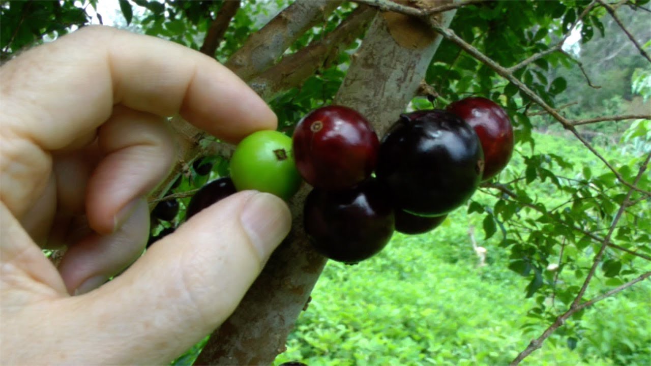 Jaboticaba! | Plinia cauliflora | Video - YouTube