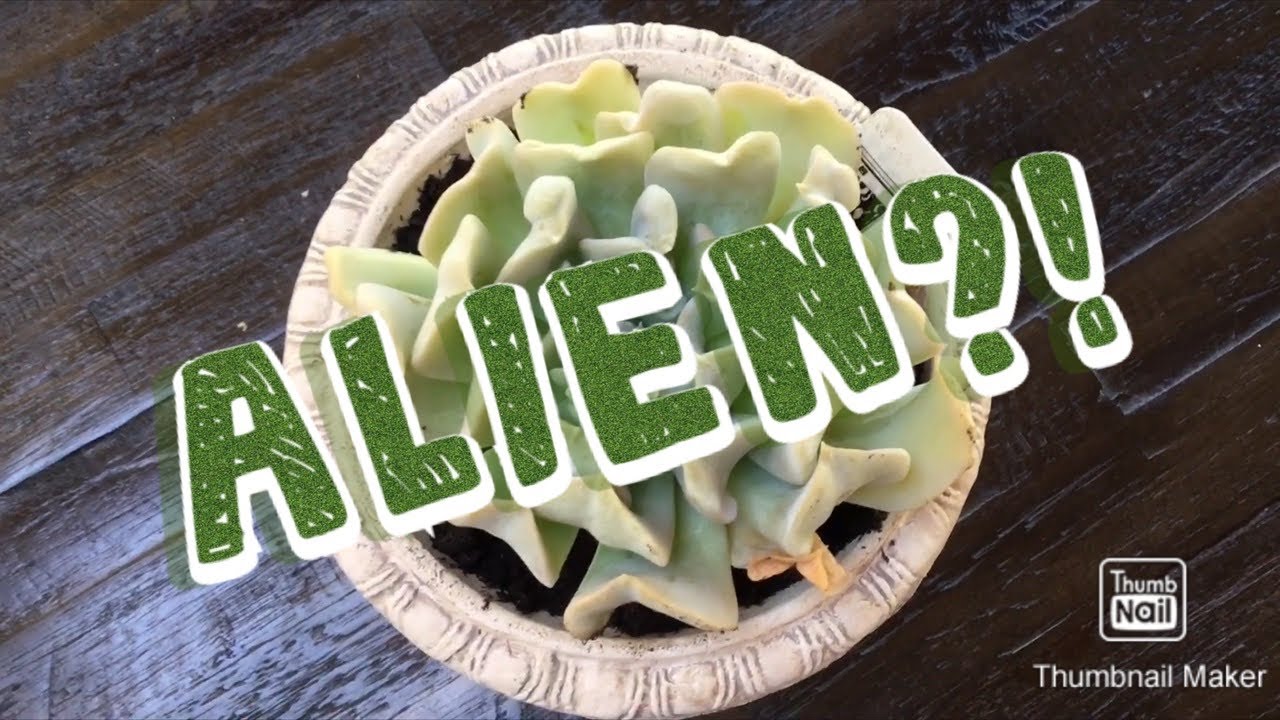 My New ALIEN Succulent! - YouTube