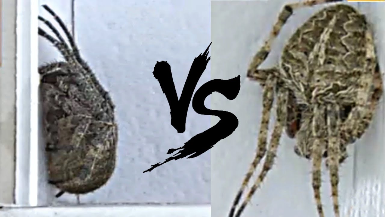 Online Sabong International Spider best fights - Black Bulik VS Grey ...