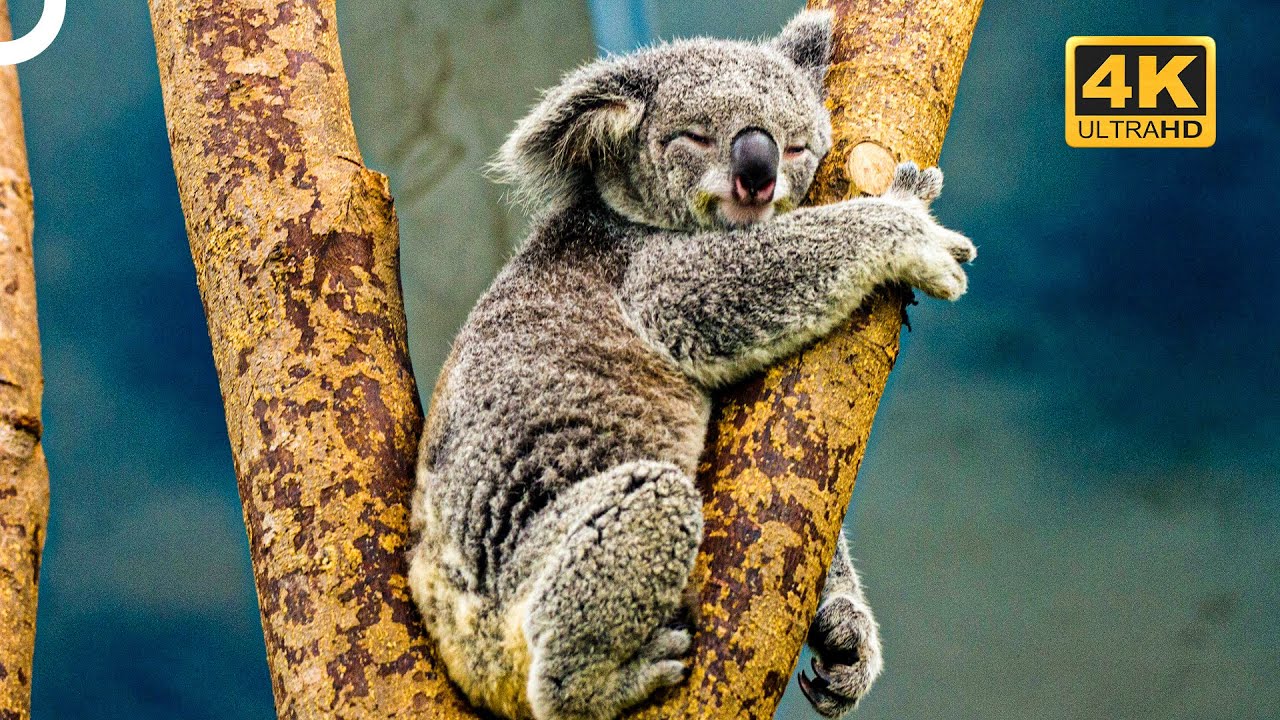The Sleepy Inhabitants of Australia: Koalas 🐨 | 4K Animal Documentary ...