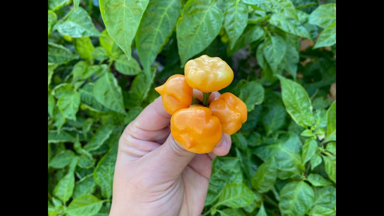 All About Cross Breeding Peppers - Part 01 - YouTube