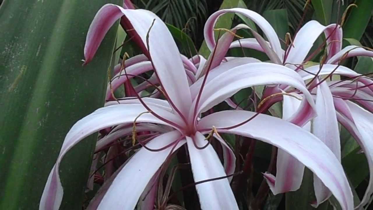 Liriope Gigante Perene